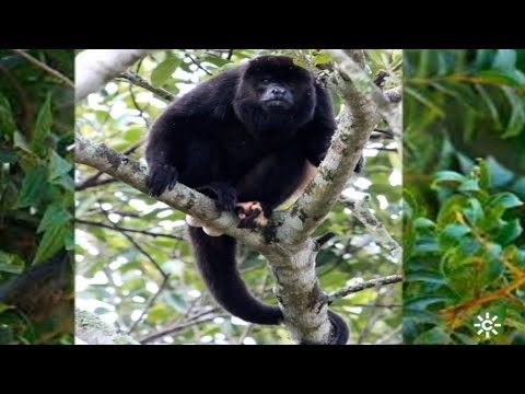 Razas de Monos Pequeños: Una Guía Completa | Actualizado diciembre 2025