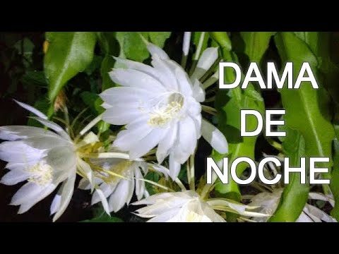 Flor nocturna: el misterio de su belleza | Actualizado agosto 2025