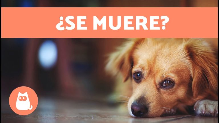 Cómo detectar si mi perro está muriendo | Actualizado diciembre 2025